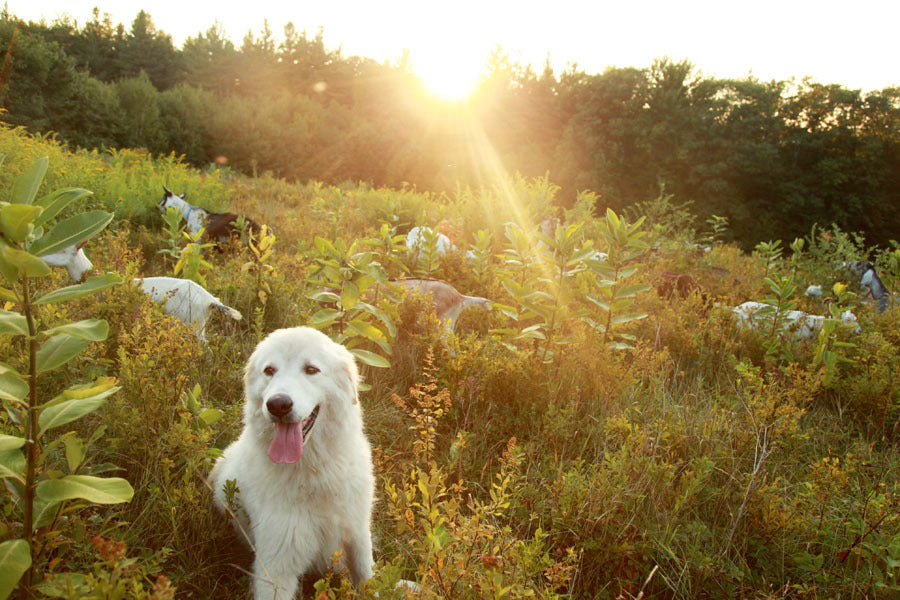 Elvis – Big Picture Farm