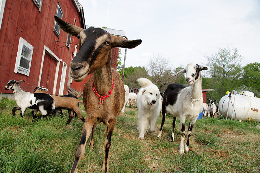 Twig – Big Picture Farm