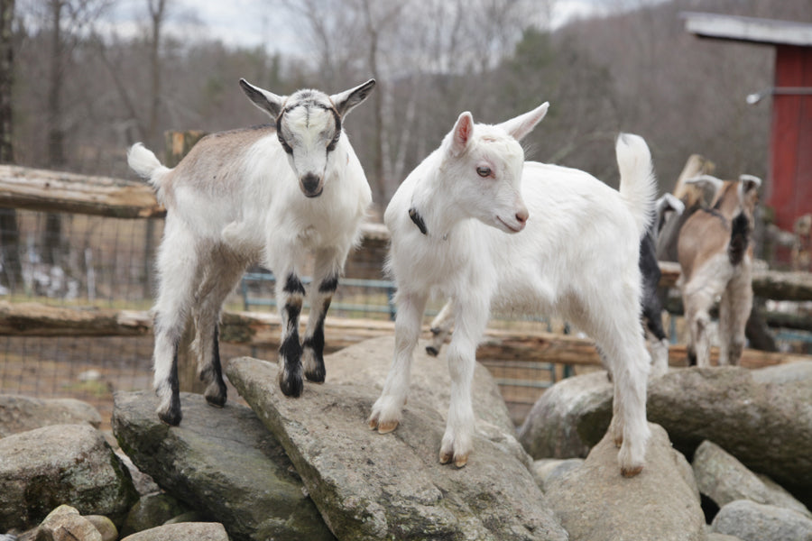 Annabelle – Big Picture Farm