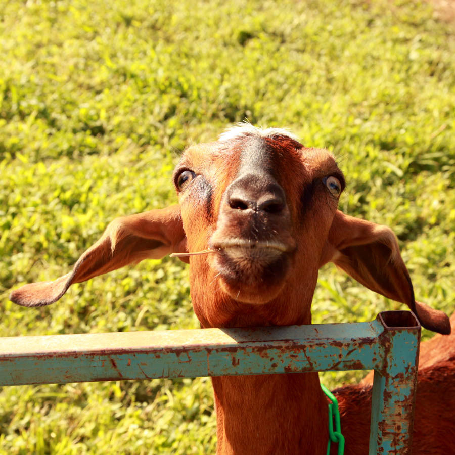 Ginger – Big Picture Farm